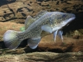 Welcome to Glenwaters Native Fish - Established 1986